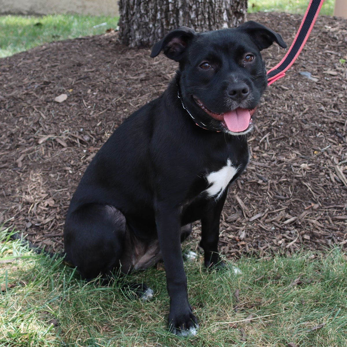 Terrier Lab Mix Black And White